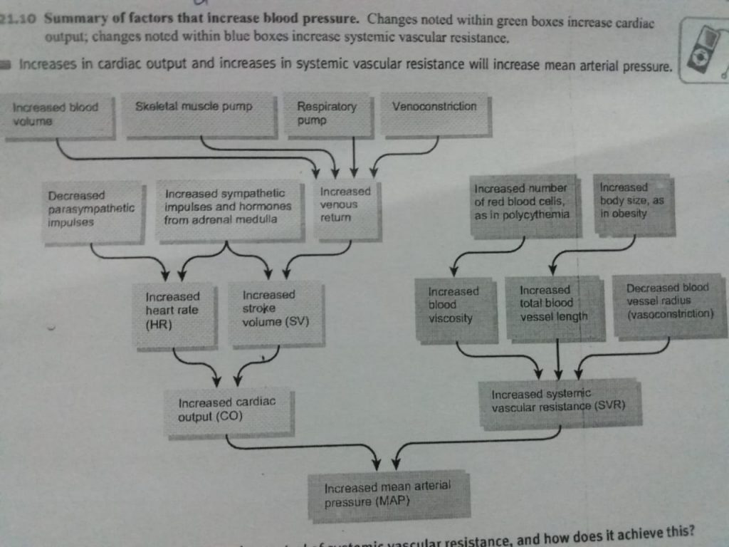 Blood Pressure and the factors affecting BP and MCQs With Answers - Gpatindia: Pharmacy Jobs ...