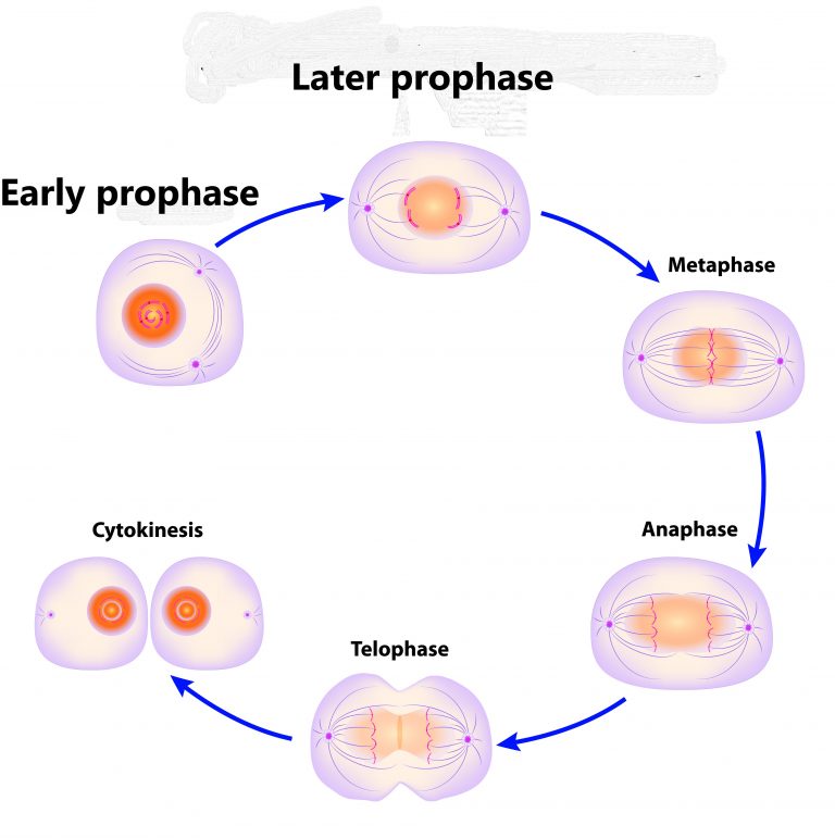 Cell Division and MCQs for NEET, GPAT, CSIR NET JRF Exam - Gpatindia ... Cell Division and MCQs for NEET, GPAT, CSIR NET JRF Exam - Gpatindia ...