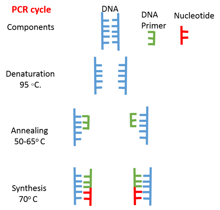 PCR (Polymerase Chain Reaction) and its Application’s - Gpatindia ...
