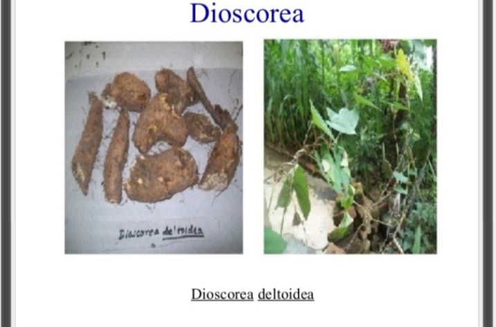 Dioscorea, Biological sources, morphology, chemical constituents ...